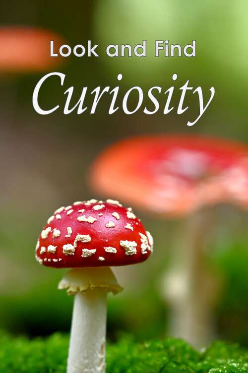 Look and Find - Curiosity | Deku Deals