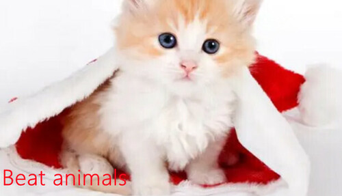 Beat animals | Deku Deals